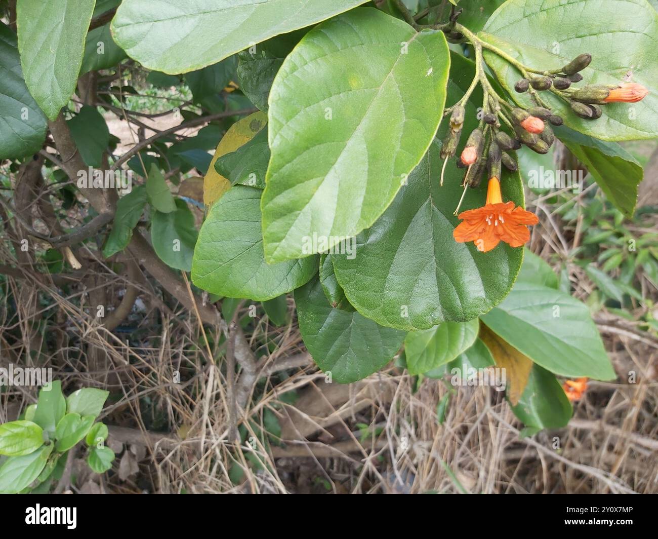 Scarlet Cordia (Cordia sebestena) Plantae Stock Photo - Alamy