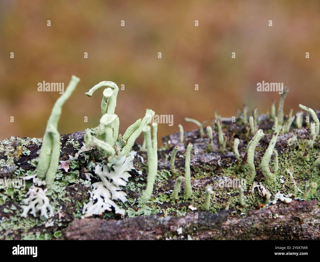 Lesser Sulphur-cup Lichen (Cladonia deformis) Fungi Stock Photo - Alamy