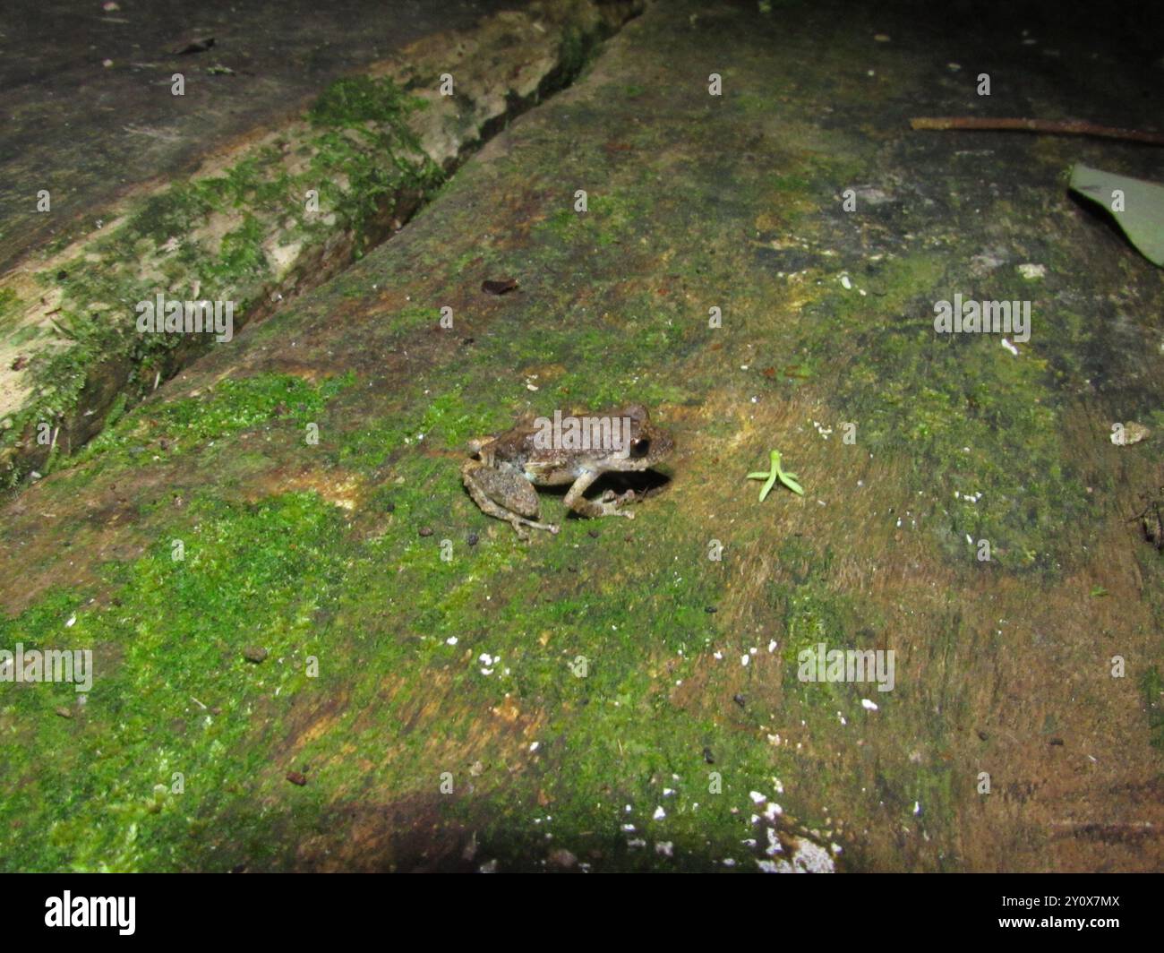 Amazon Rain Frog (Pristimantis altamazonicus) Amphibia Stock Photo - Alamy