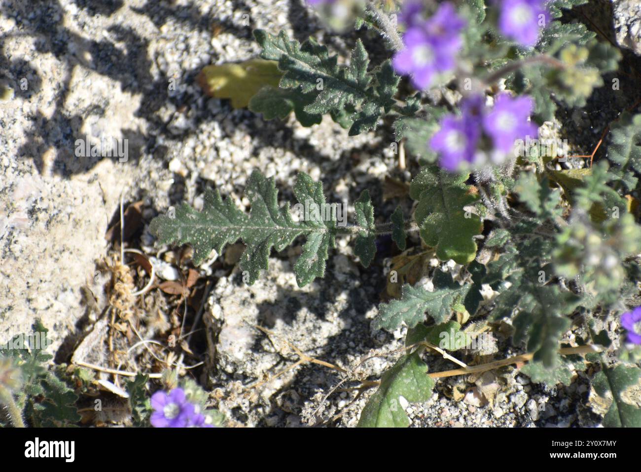 Notch-leaf Scorpionweed (Phacelia crenulata) Plantae Stock Photo - Alamy
