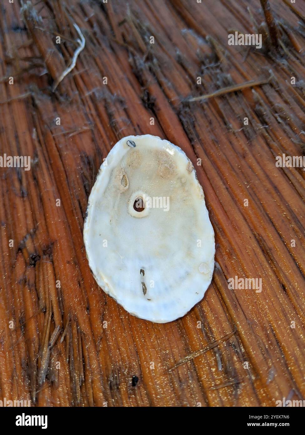 Rough Keyhole Limpet (Diodora aspera) Mollusca Stock Photo - Alamy