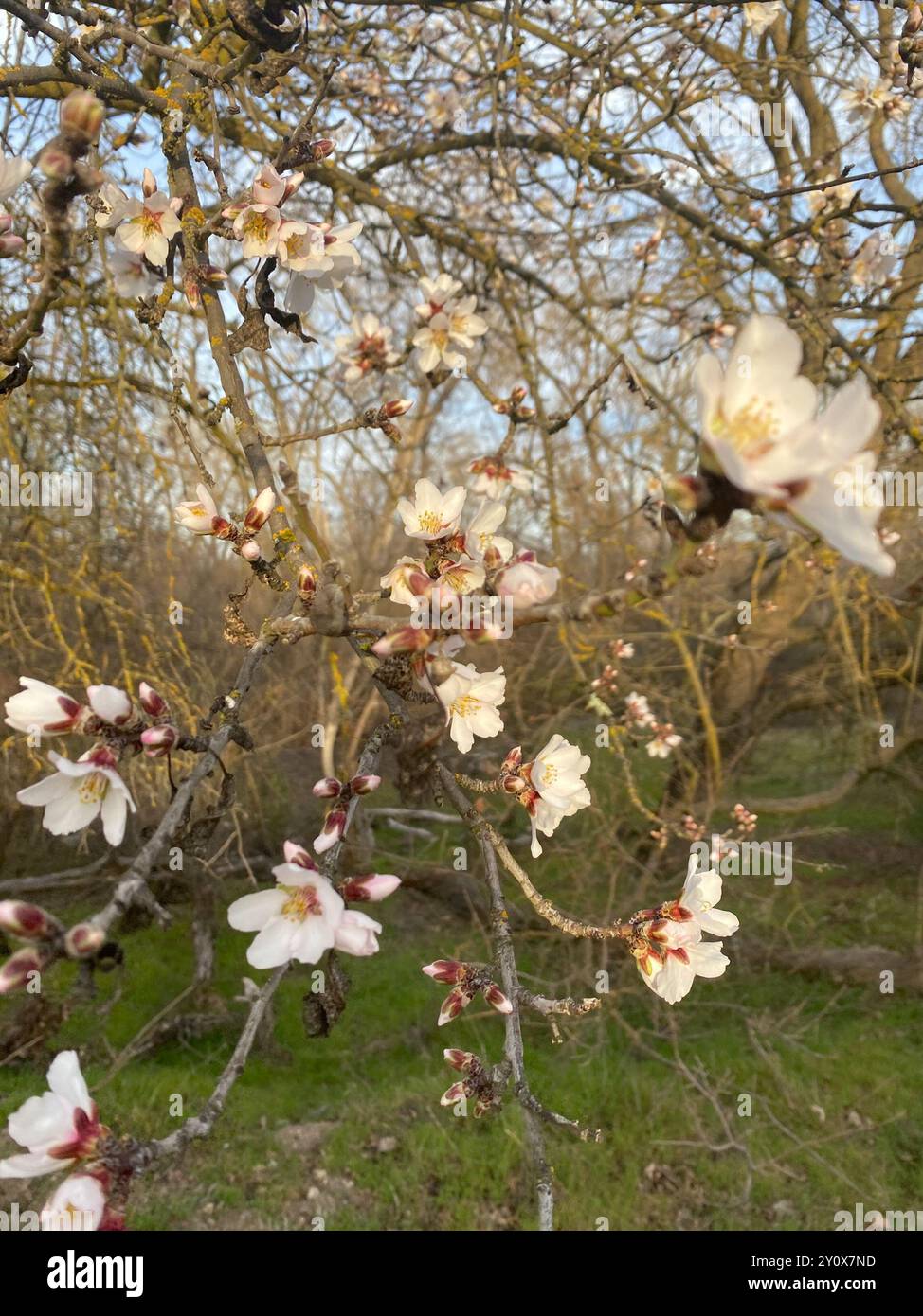 Almond (Prunus amygdalus) Plantae Stock Photo - Alamy