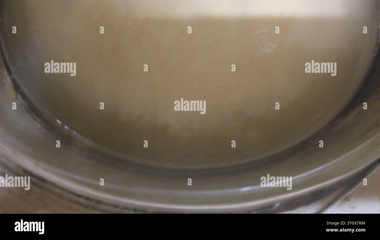 baker's yeast (Saccharomyces cerevisiae) Fungi Stock Photo - Alamy