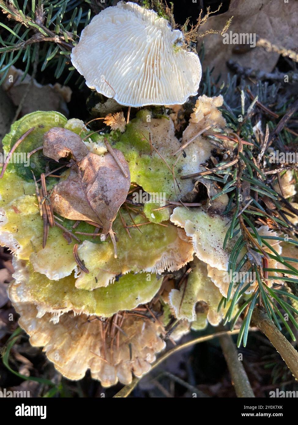 Gilled Polypore (Trametes betulina) Fungi Stock Photo - Alamy