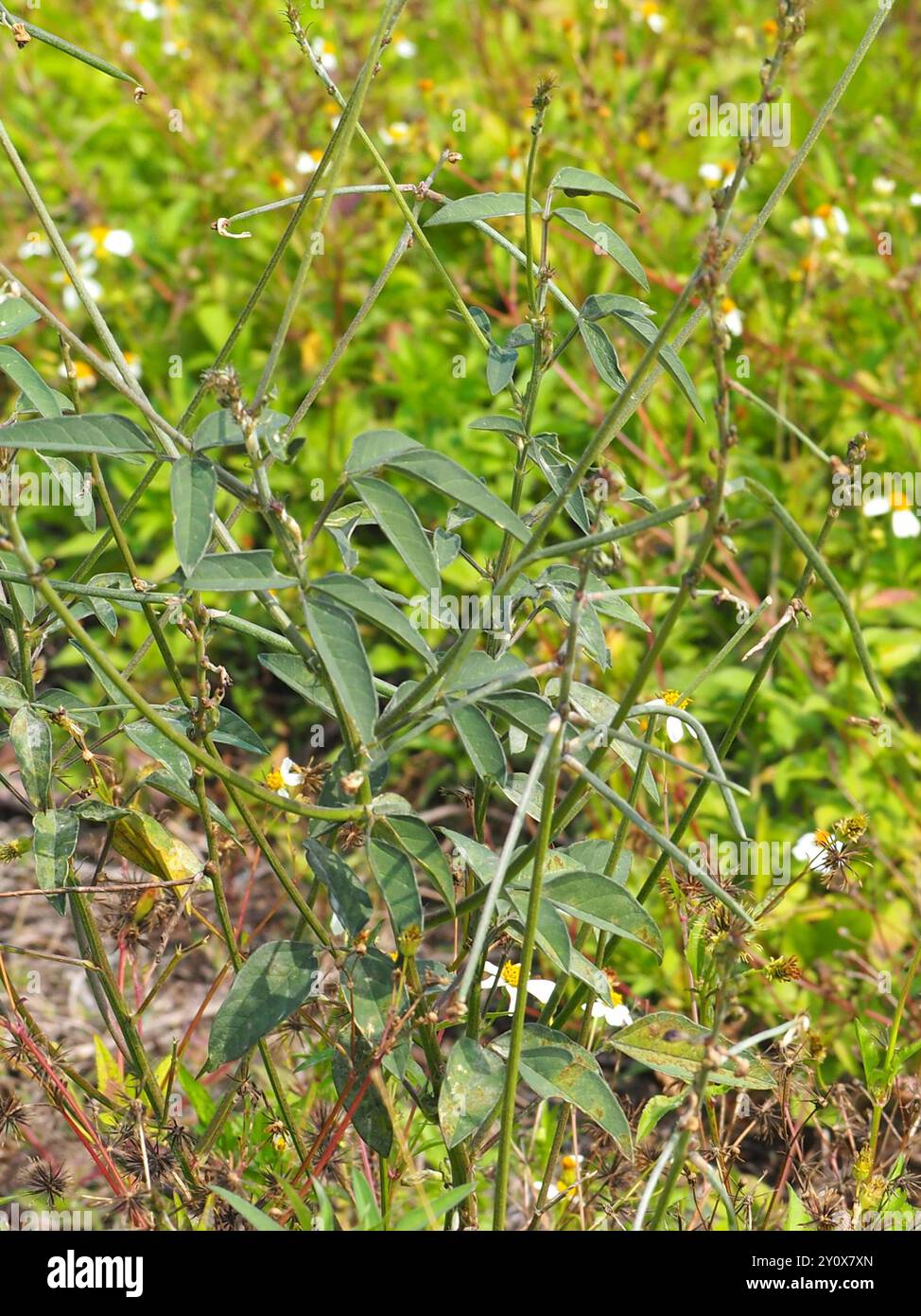 Phasey Bean (Macroptilium lathyroides) Plantae Stock Photo - Alamy