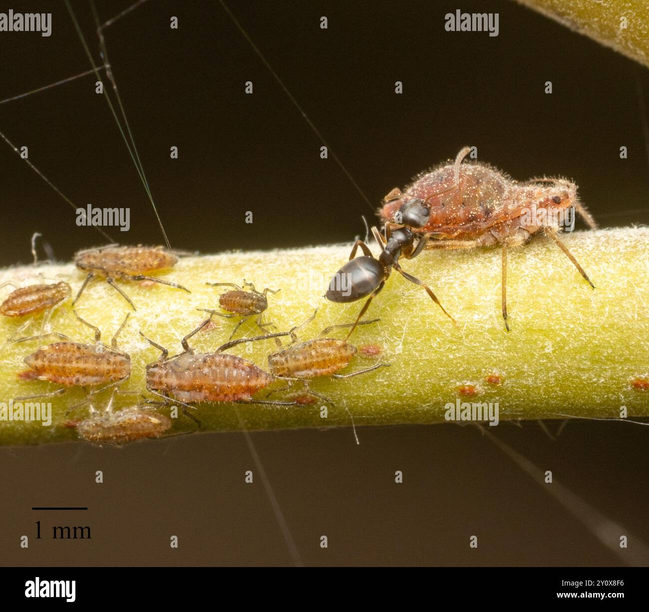 Willow Bark Aphids (Pterocomma) Insecta Stock Photo - Alamy