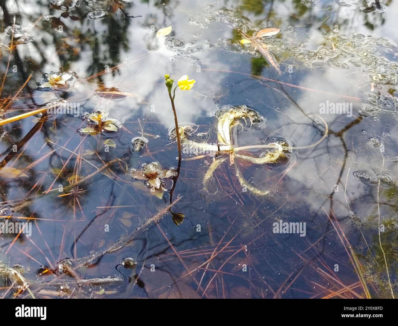 swollen bladderwort (Utricularia inflata) Plantae Stock Photo - Alamy