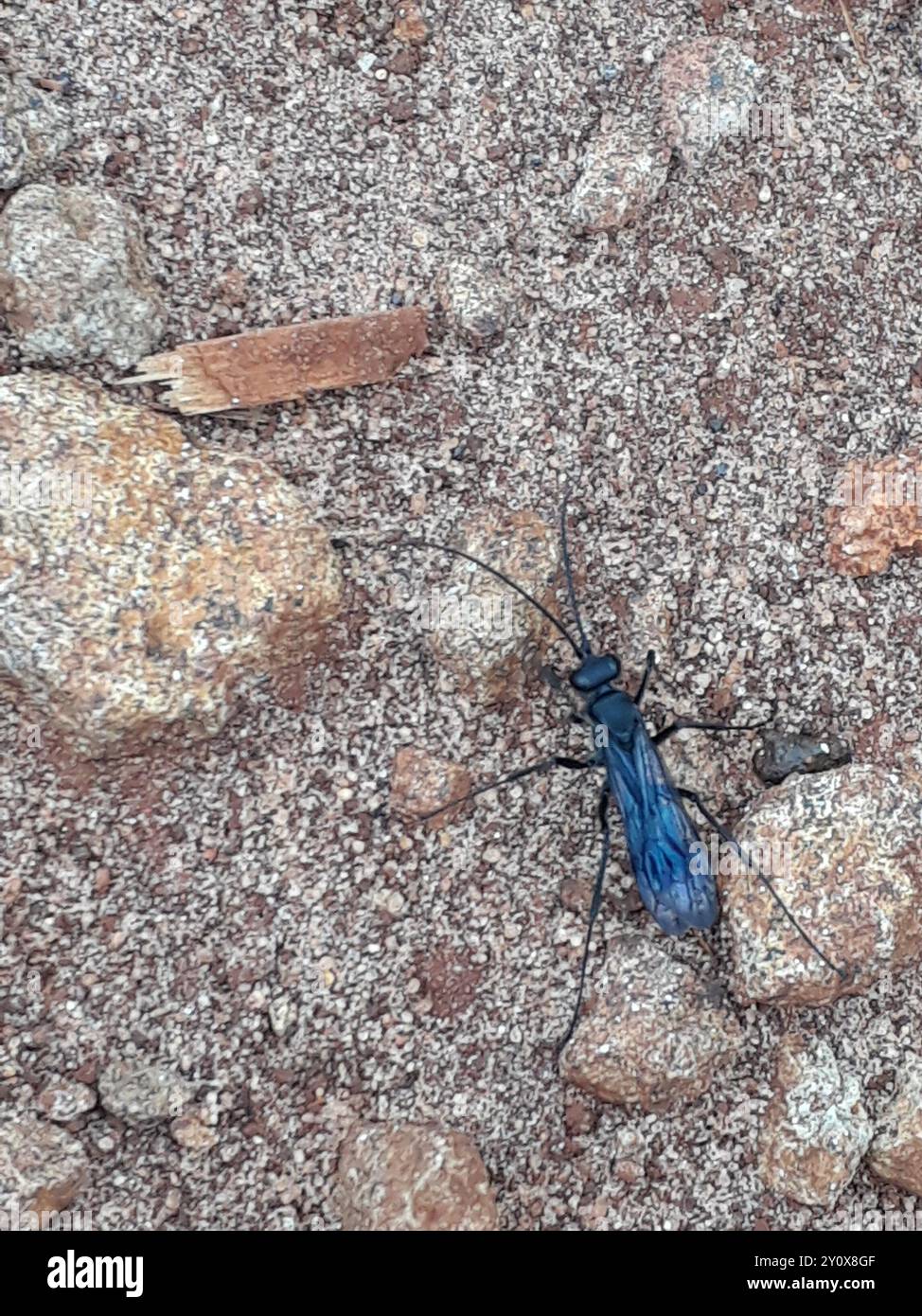 Spider Wasps (Pompilidae) Insecta Stock Photo - Alamy
