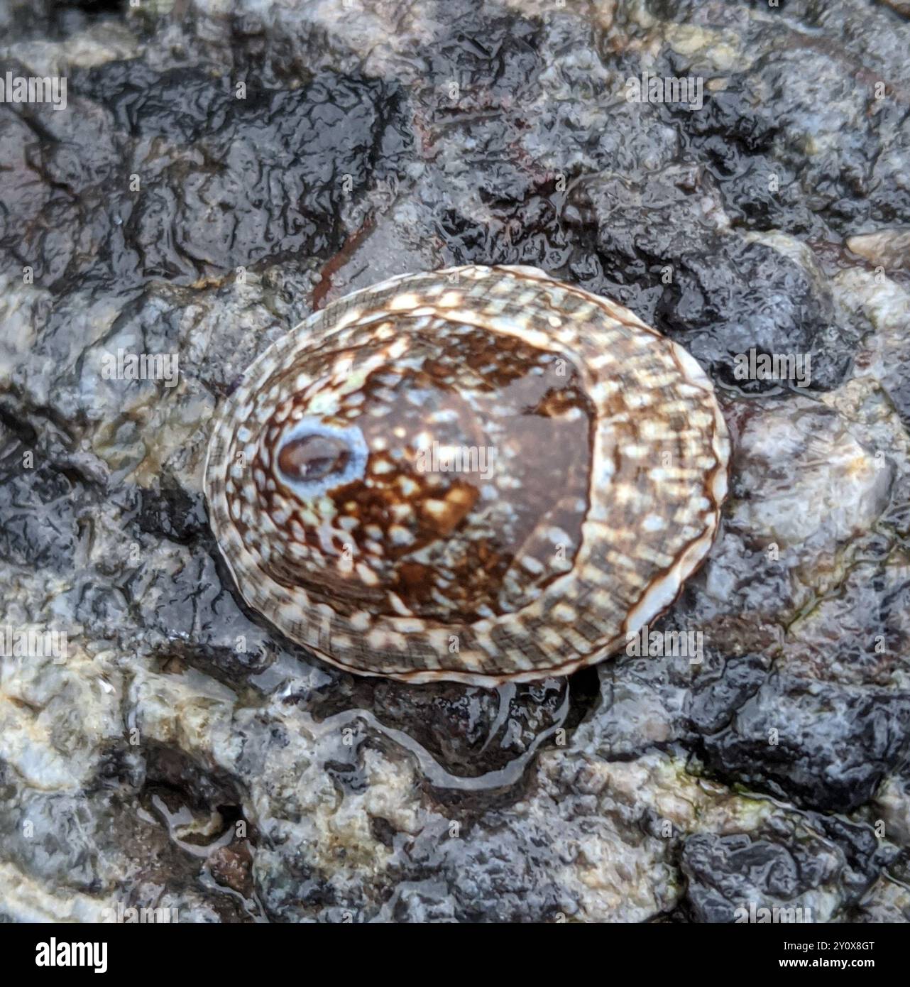 Mask Limpet (Lottia persona) Mollusca Stock Photo - Alamy