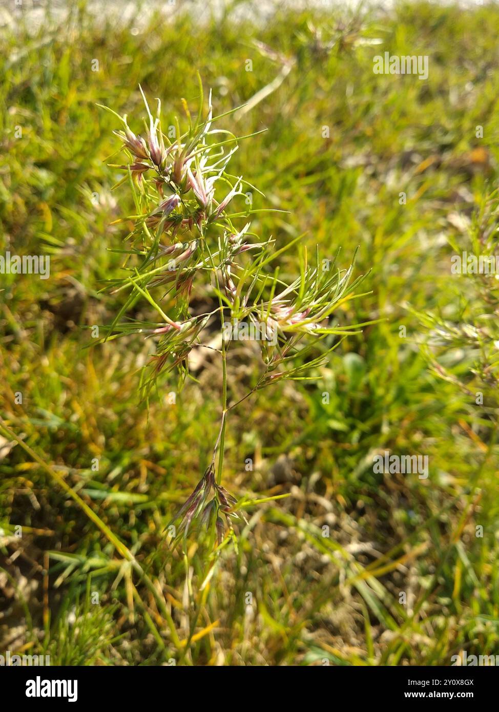 Bulbous Bluegrass (Poa bulbosa) Plantae Stock Photo - Alamy