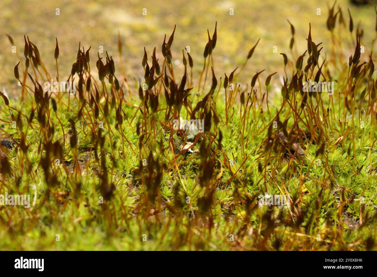 Wall Screw-moss (Tortula muralis) Plantae Stock Photo - Alamy