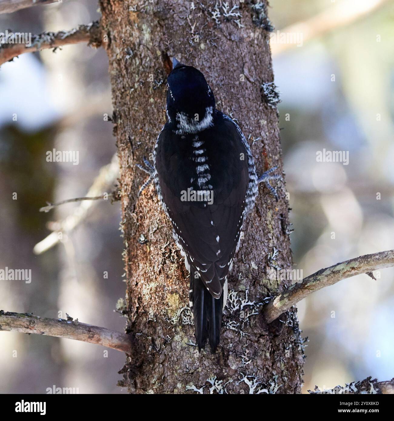 American Three-toed Woodpecker (Picoides dorsalis) Aves Stock Photo - Alamy
