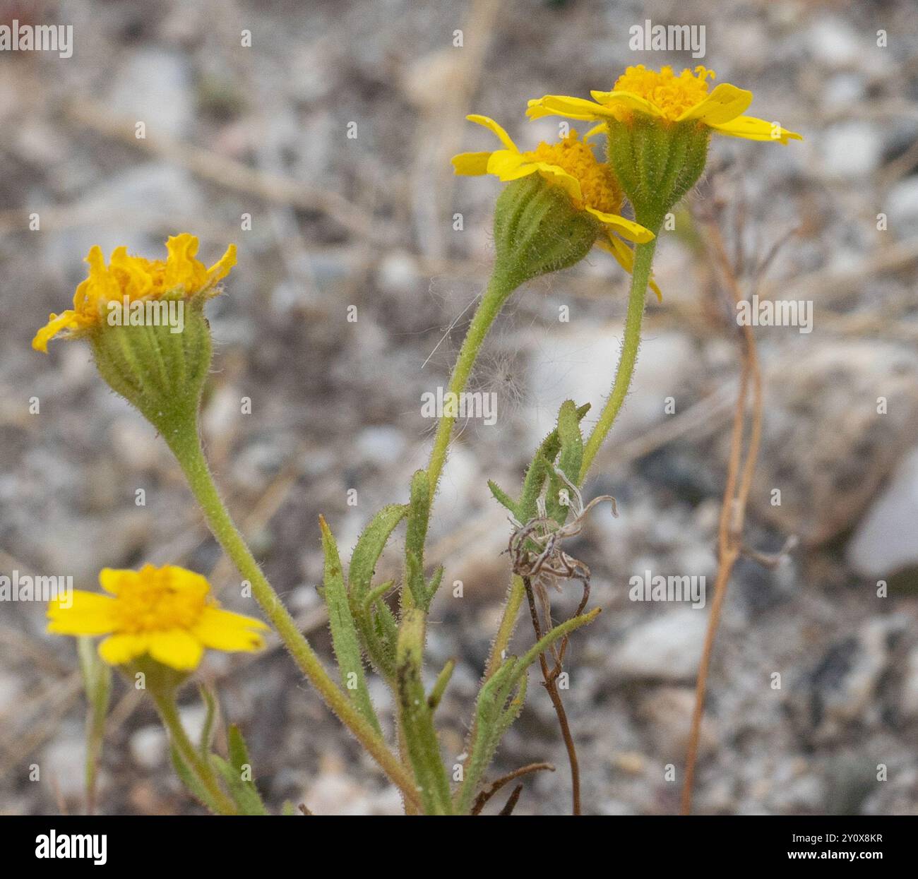 goldfields (Lasthenia) Plantae Stock Photo - Alamy