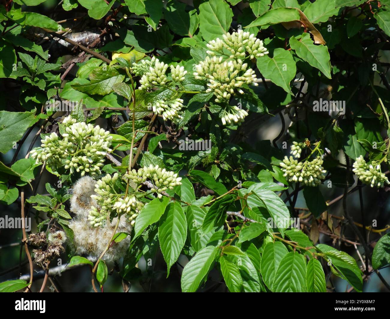 (Microglossa pyrifolia) Plantae Stock Photo - Alamy