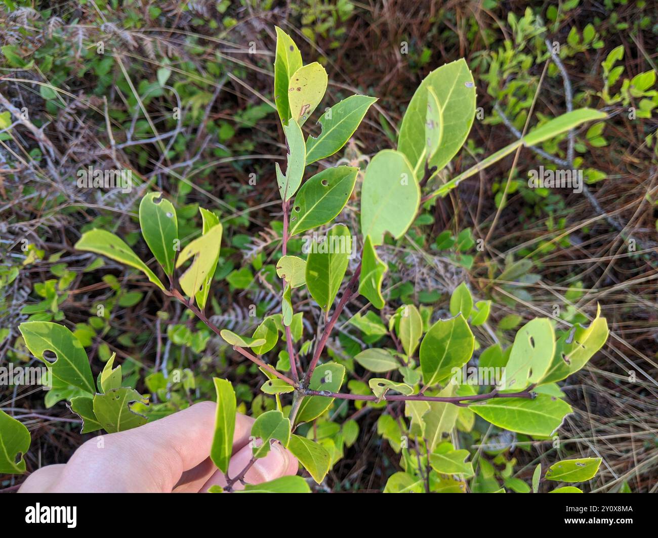 Large Gallberry (Ilex coriacea) Plantae Stock Photo - Alamy