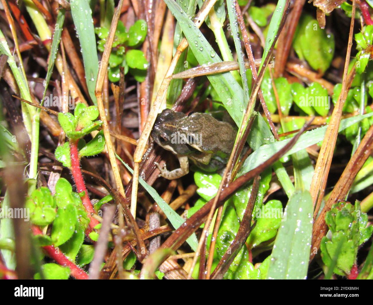 Southern Dainty Frog (Cacosternum australis) Amphibia Stock Photo - Alamy