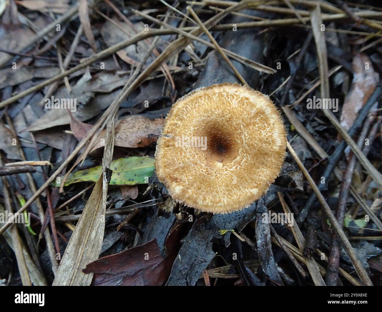 Hairy Trumpet (Panus fasciatus) Fungi Stock Photo - Alamy