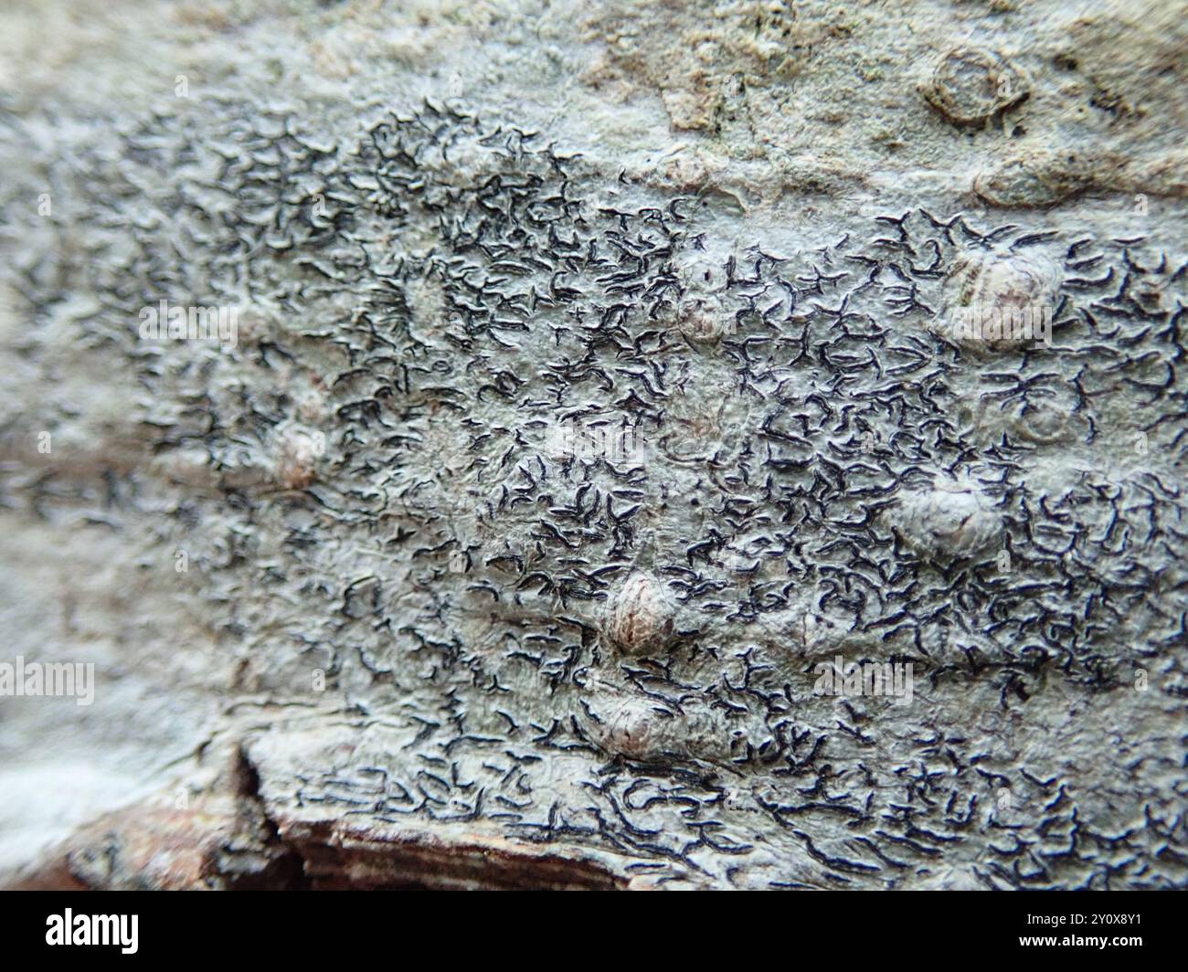 Common Script Lichen (Graphis scripta) Fungi Stock Photo - Alamy