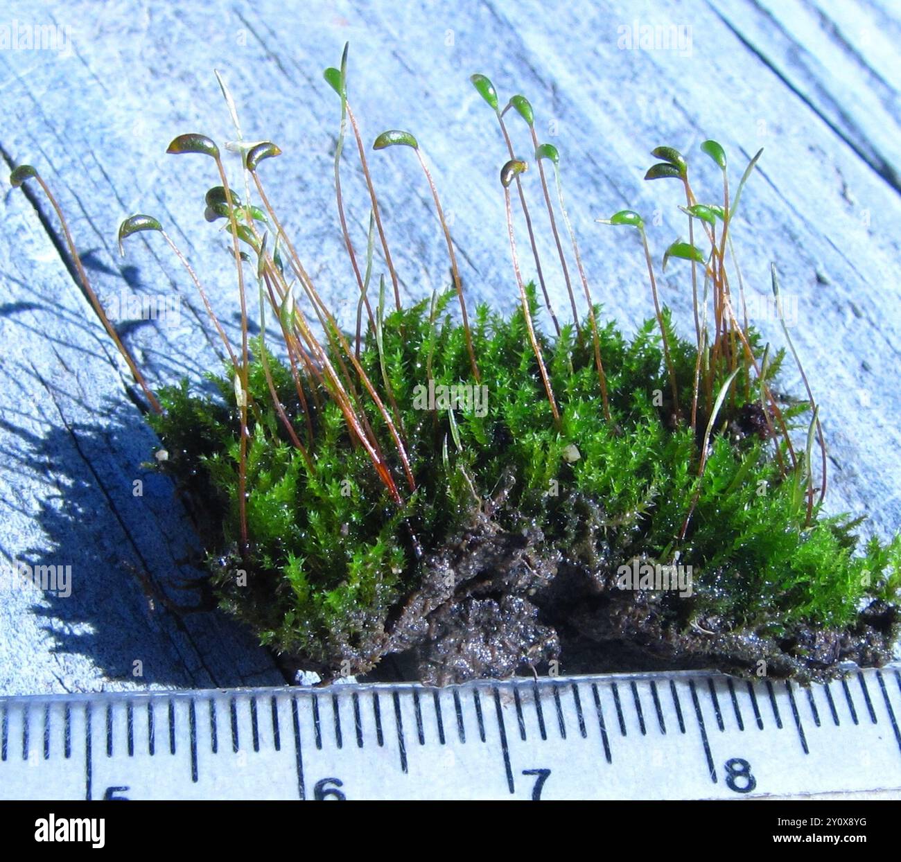 tangled thread moss (Hygroamblystegium varium) Plantae Stock Photo - Alamy