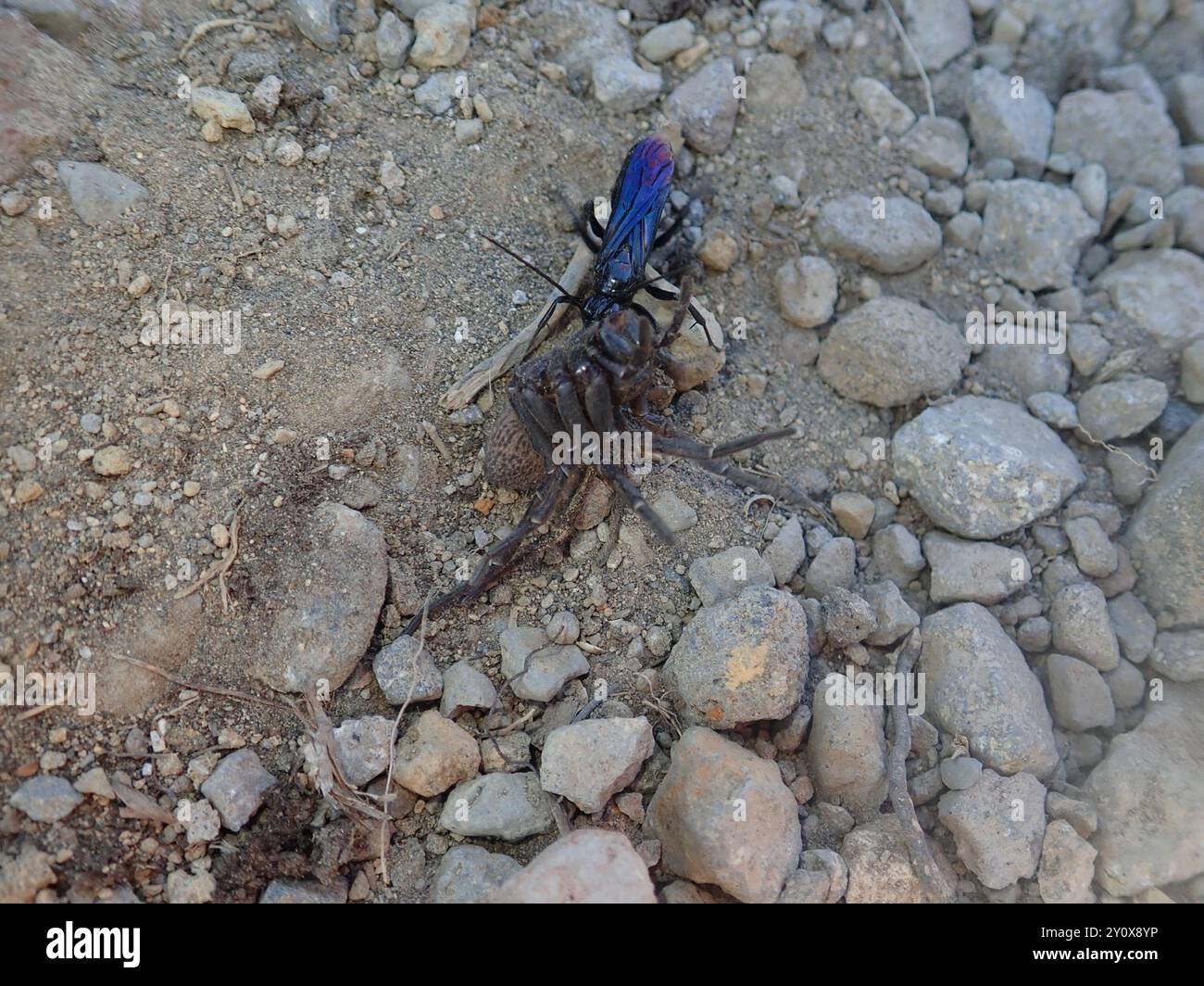 Large black hunting wasp (Priocnemis monachus) Insecta Stock Photo - Alamy