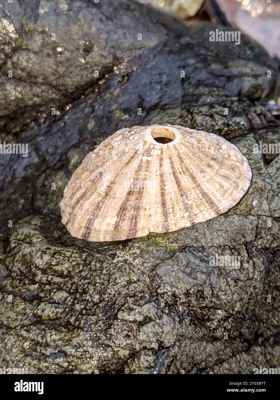 Rough Keyhole Limpet (Diodora aspera) Mollusca Stock Photo - Alamy