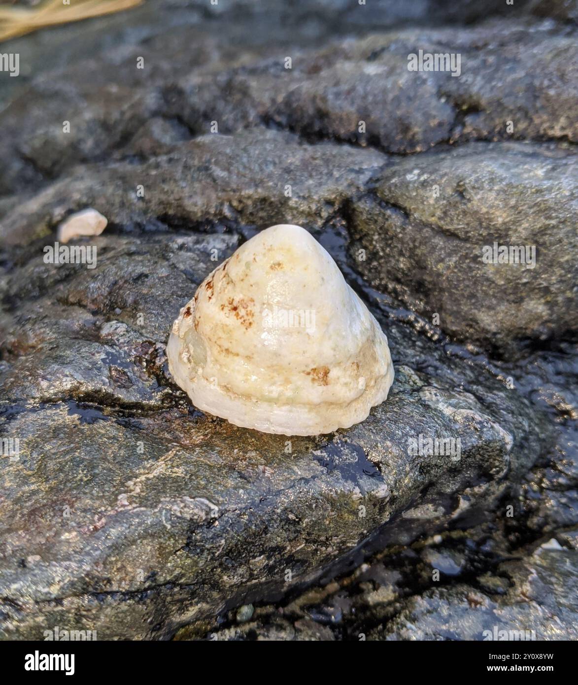 Whitecap Limpet (Acmaea mitra) Mollusca Stock Photo - Alamy