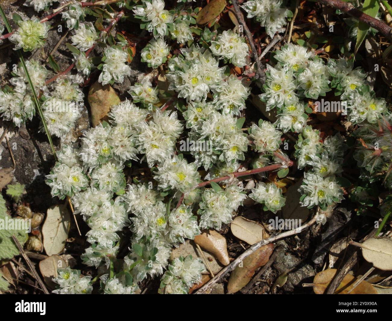 Algerian Tea (Paronychia argentea) Plantae Stock Photo - Alamy