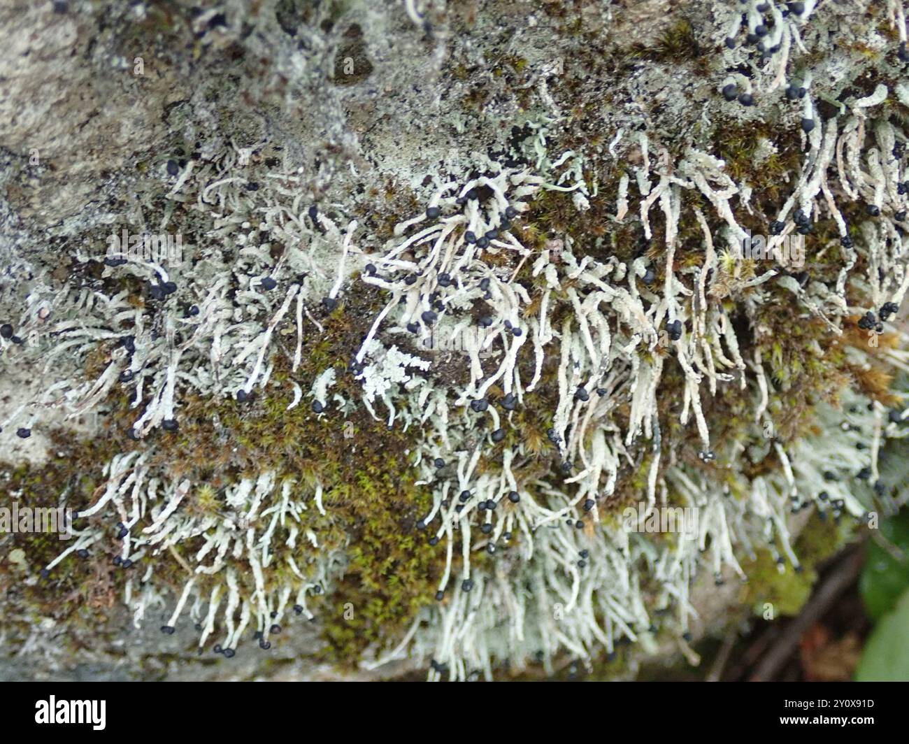 Devil's matchstick (Pilophorus acicularis) Fungi Stock Photo - Alamy