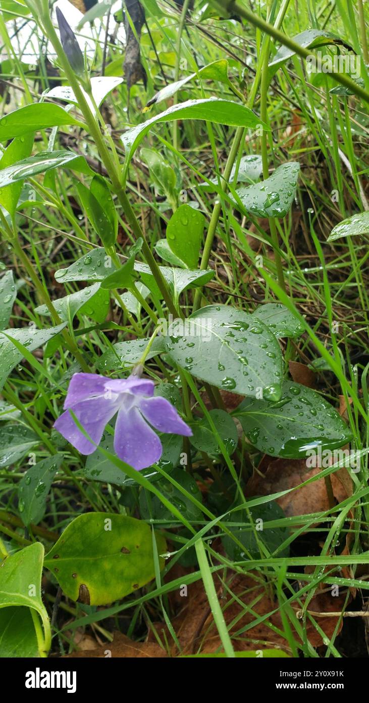 greater periwinkle (Vinca major) Plantae Stock Photo - Alamy