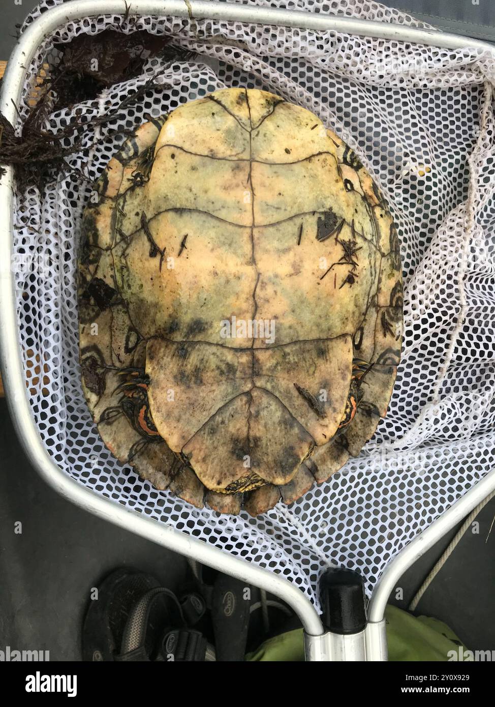 Texas Cooter (Pseudemys texana) Reptilia Stock Photo - Alamy