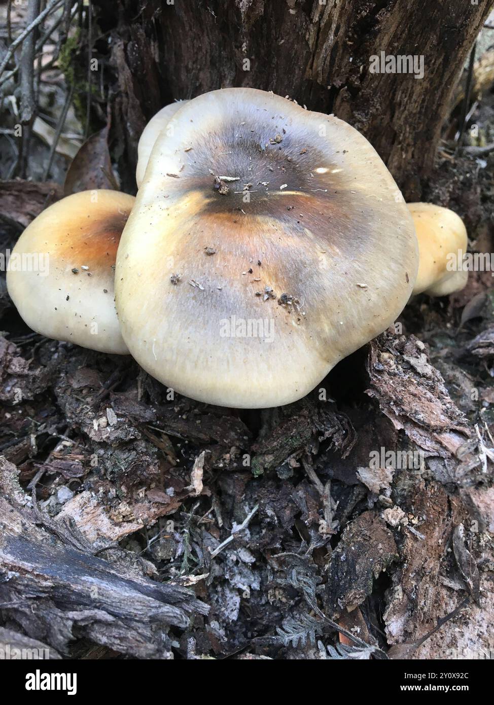 ghost fungus (Omphalotus nidiformis) Fungi Stock Photo - Alamy