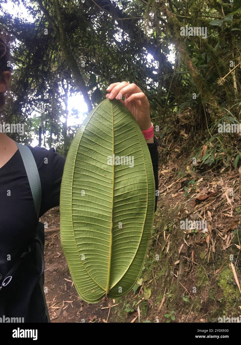 (Meriania macrophylla) Plantae Stock Photo - Alamy