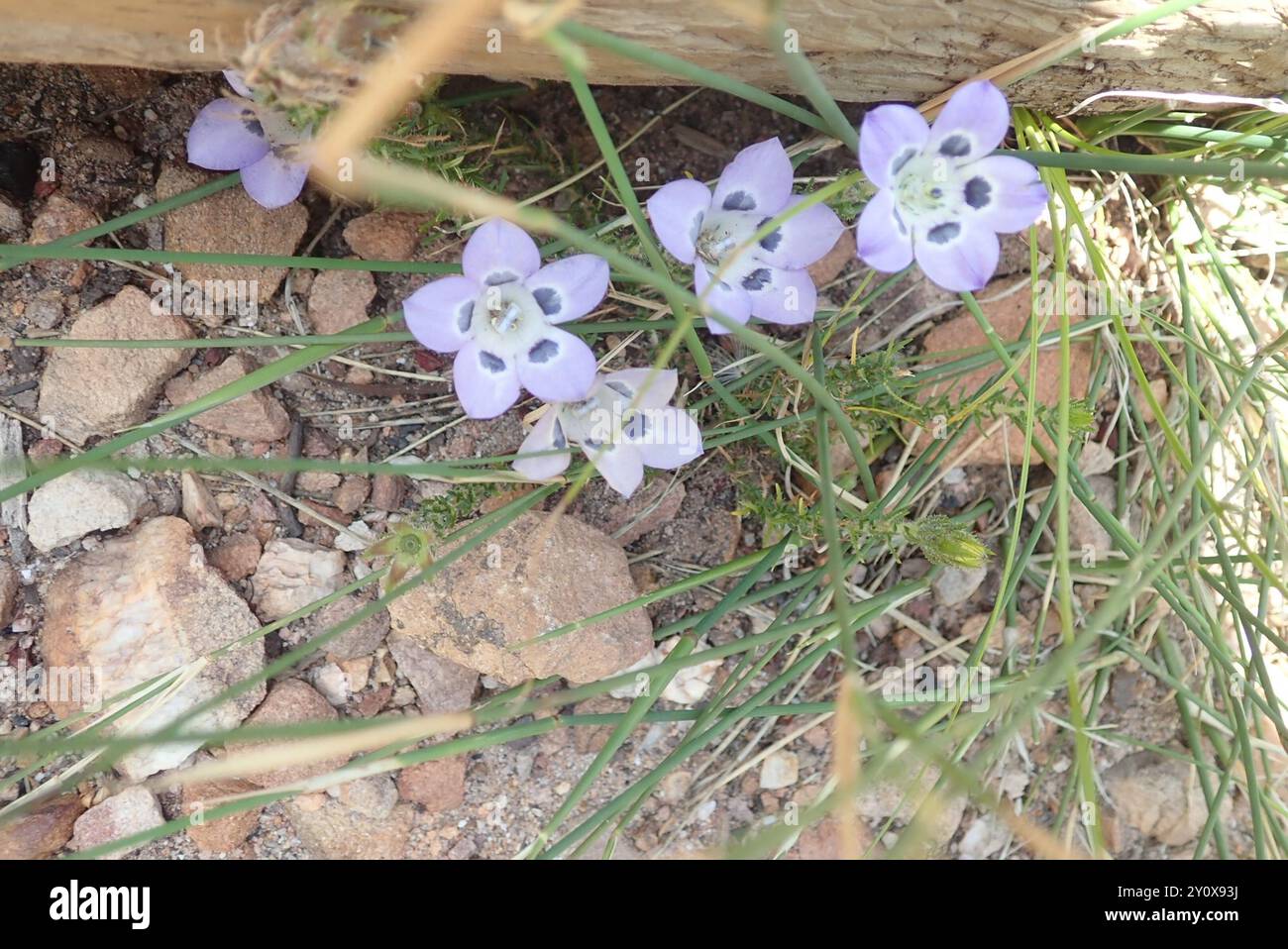 Blackrim Bell (Roella incurva) Plantae Stock Photo - Alamy