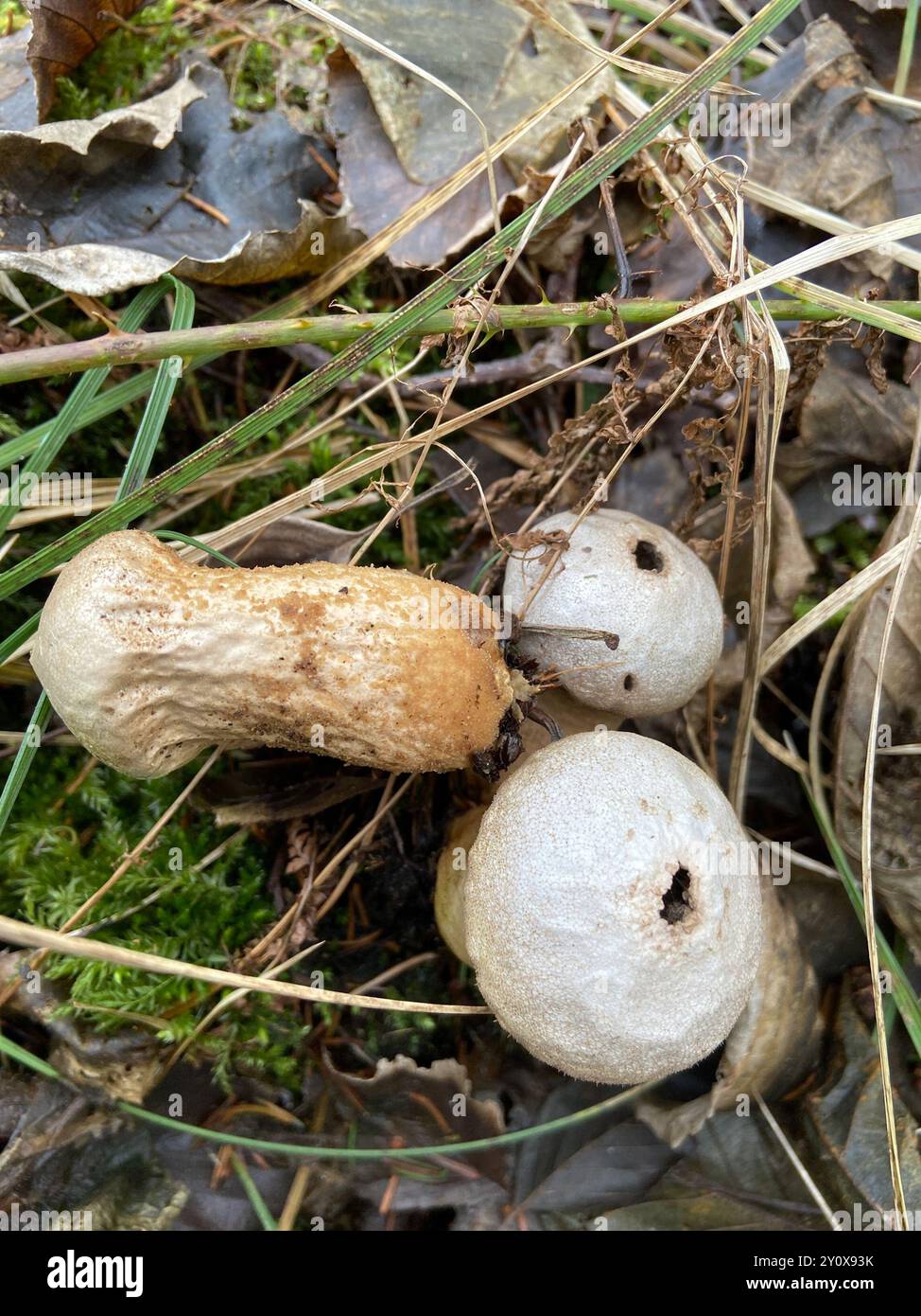 common puffball (Lycoperdon perlatum) Fungi Stock Photo - Alamy