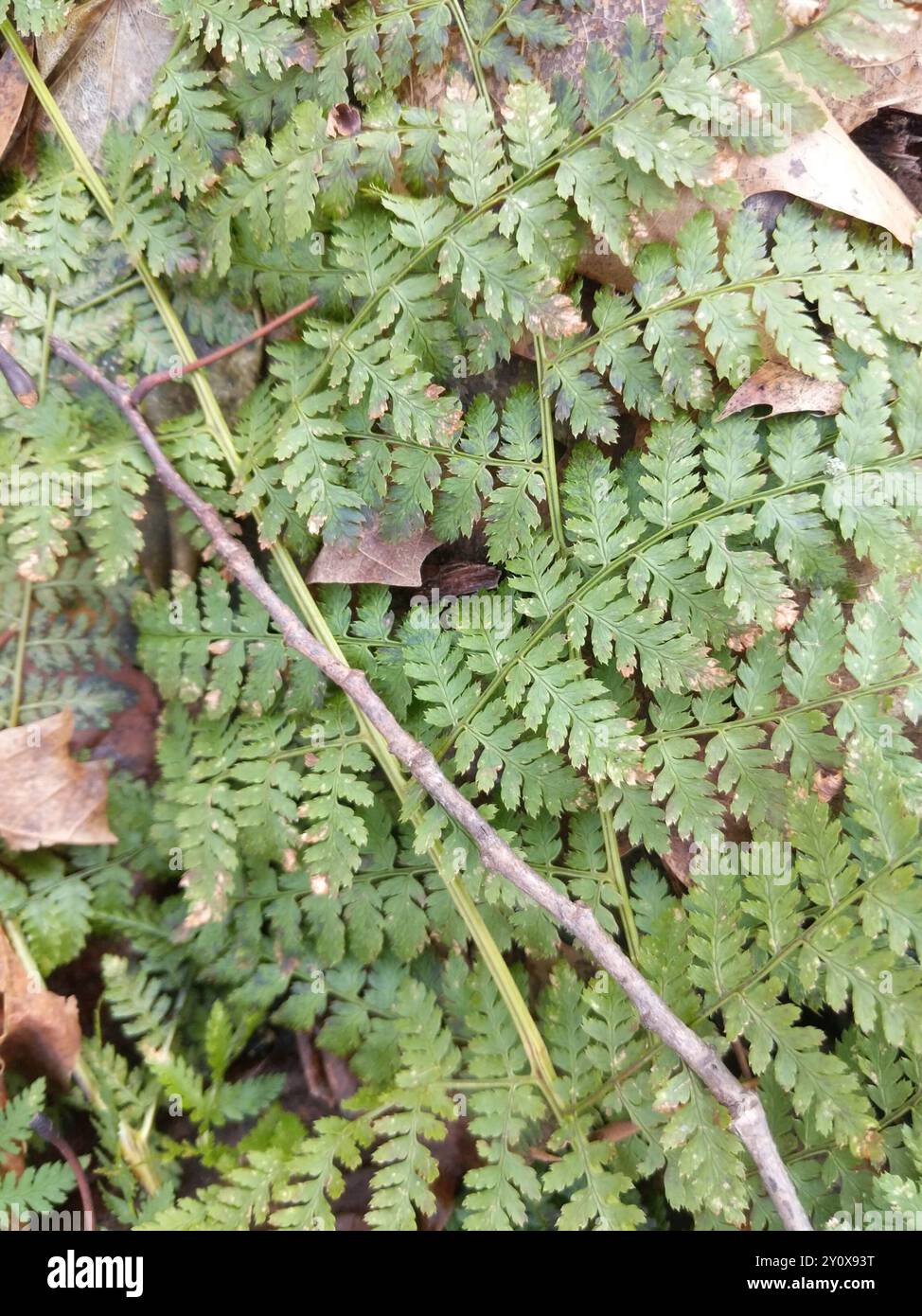 wood ferns (Dryopteris) Plantae Stock Photo - Alamy