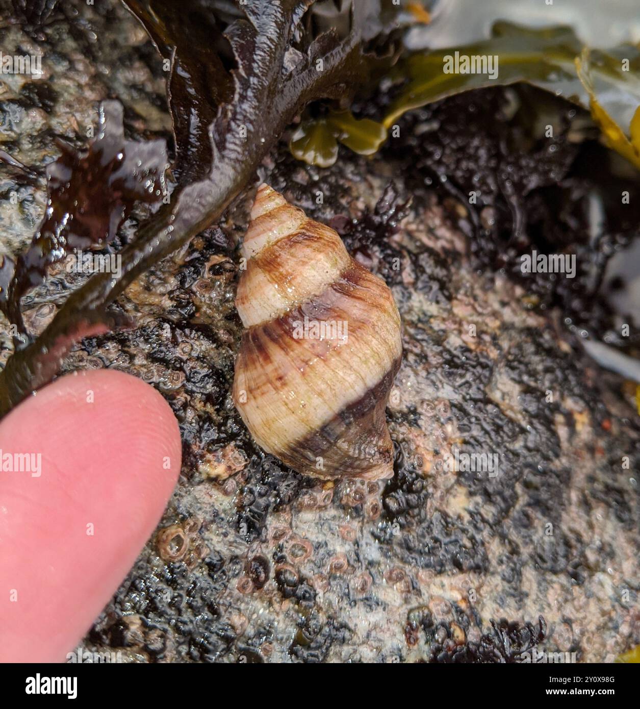 Frilled Dogwinkle (Nucella lamellosa) Mollusca Stock Photo - Alamy