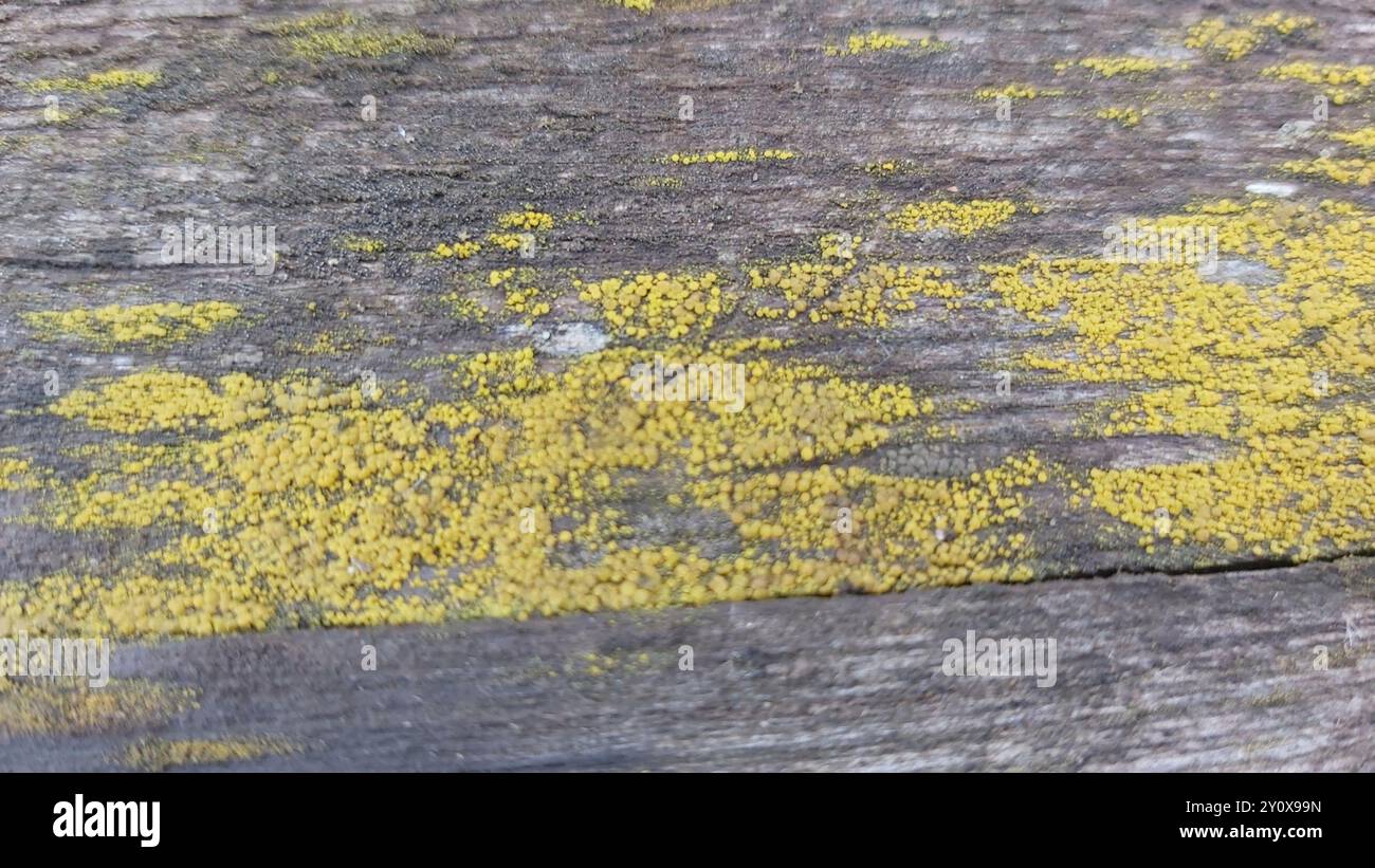Common Goldspeck (Candelariella vitellina) Fungi Stock Photo - Alamy