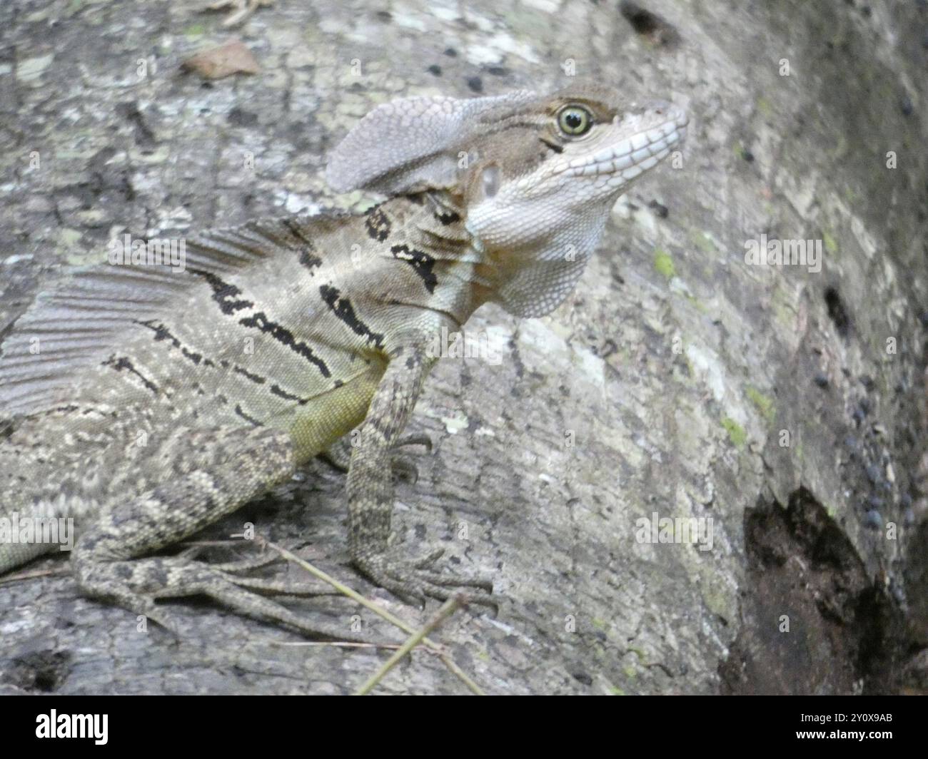 Common Basilisk (Basiliscus basiliscus) Reptilia Stock Photo - Alamy