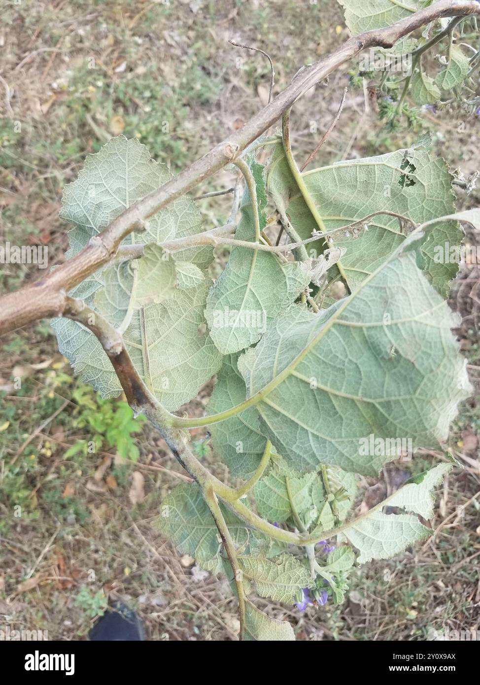fiberglass plant (Wigandia urens) Plantae Stock Photo - Alamy