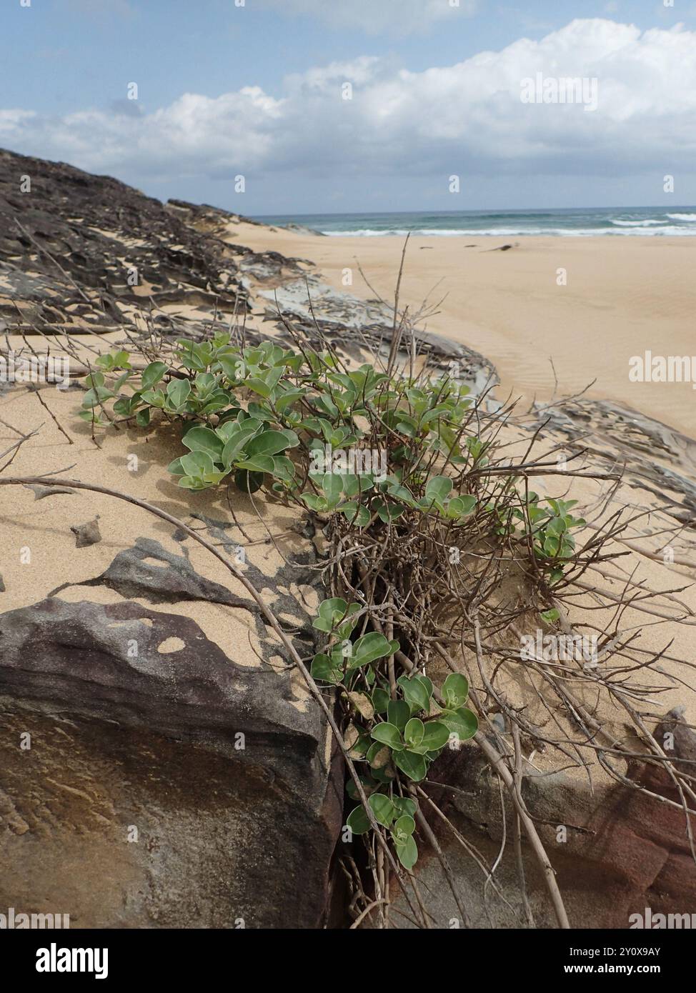 Beach Vitex (Vitex rotundifolia) Plantae Stock Photo - Alamy