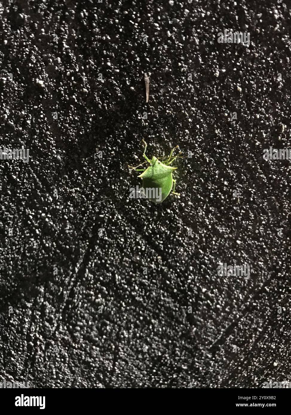 (Loxa viridis) Insecta Stock Photo - Alamy