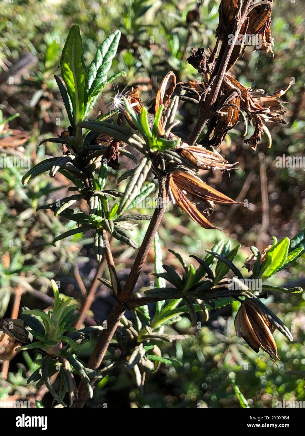 orange bush monkeyflower (Diplacus aurantiacus) Plantae Stock Photo - Alamy