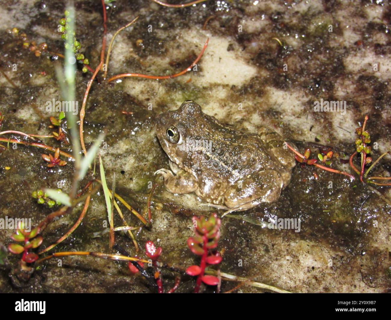 Cape sand frog (Tomopterna delalandii) Amphibia Stock Photo - Alamy