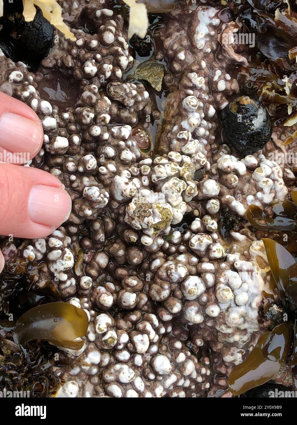 Crustose coralline algae (Lithothamnion) Plantae Stock Photo - Alamy