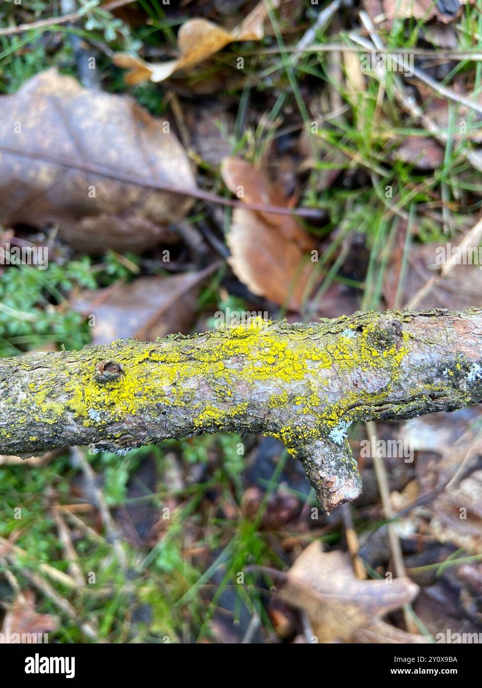 Granular Goldspeck Lichen (Candelariella xanthostigma) Fungi Stock ...