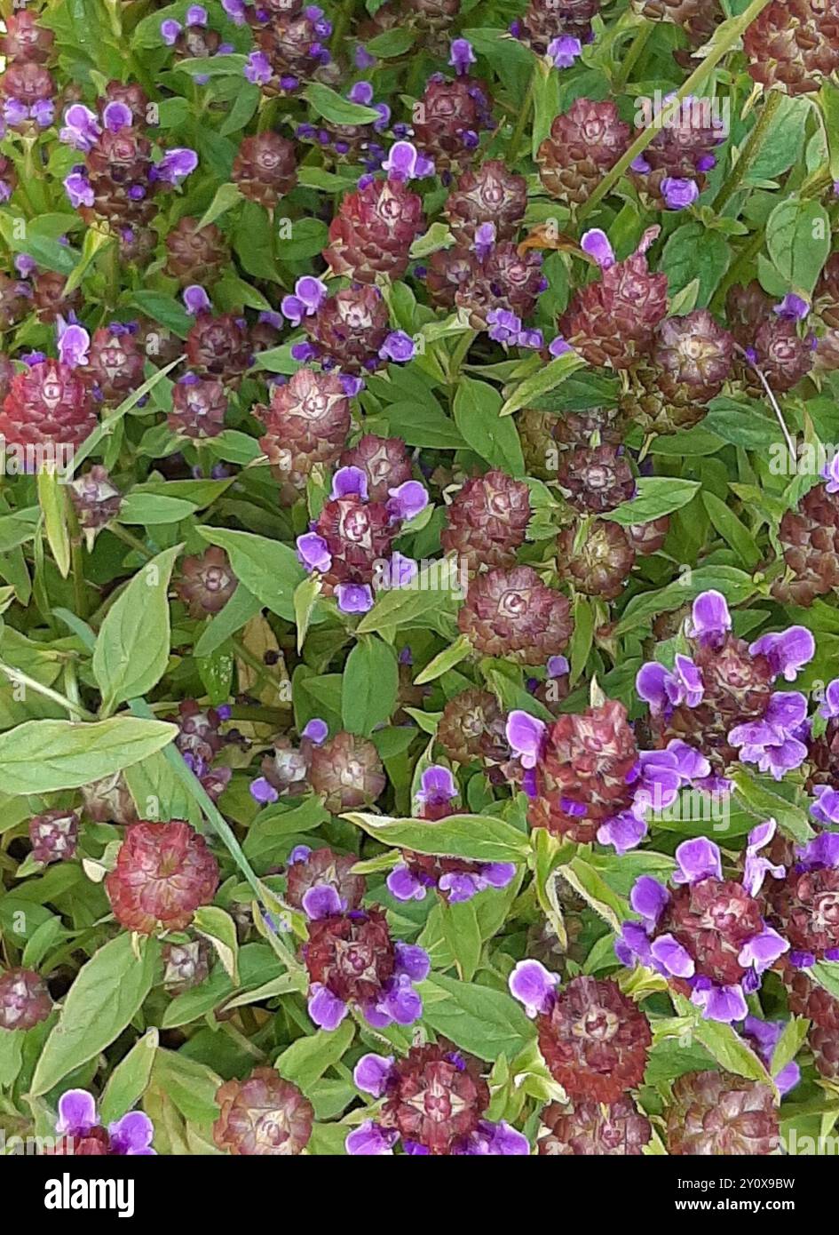 common selfheal (Prunella vulgaris) Plantae Stock Photo - Alamy
