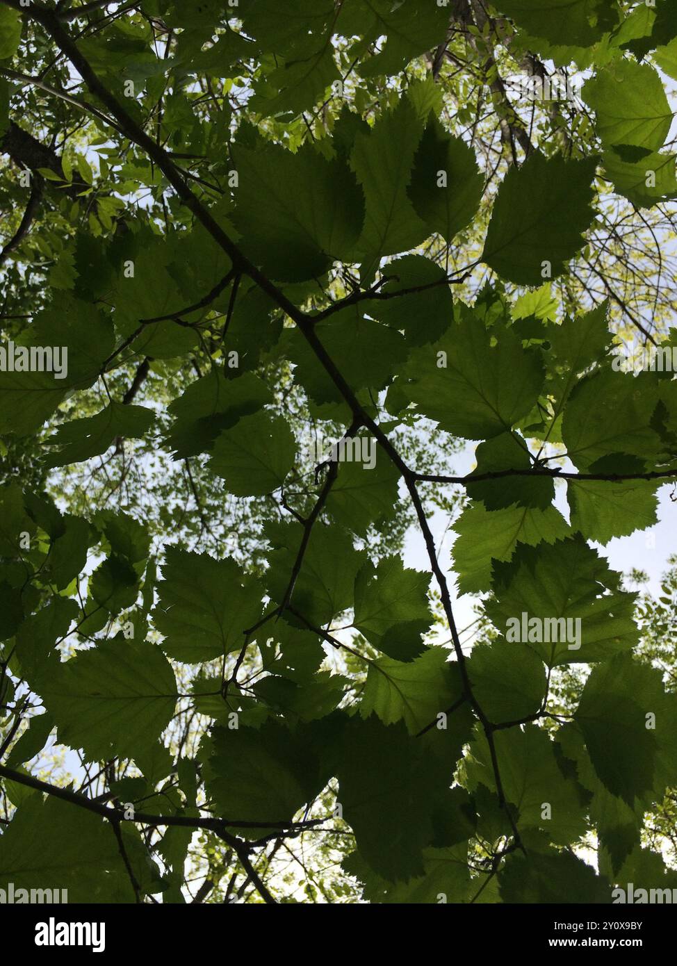 Schuette's Hawthorn (Crataegus schuettei) Plantae Stock Photo - Alamy