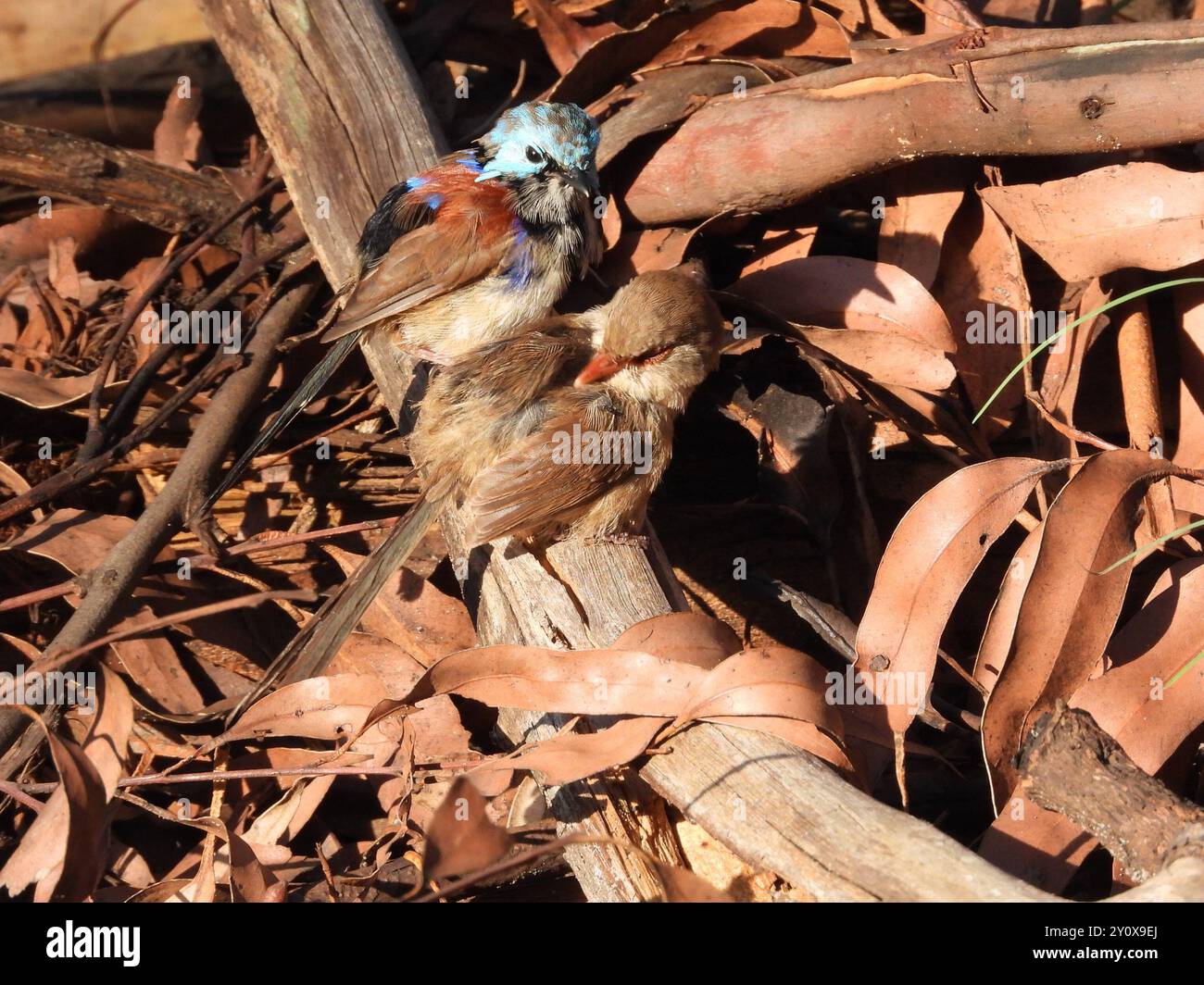 Variegated Fairywren (Malurus lamberti) Aves Stock Photo - Alamy