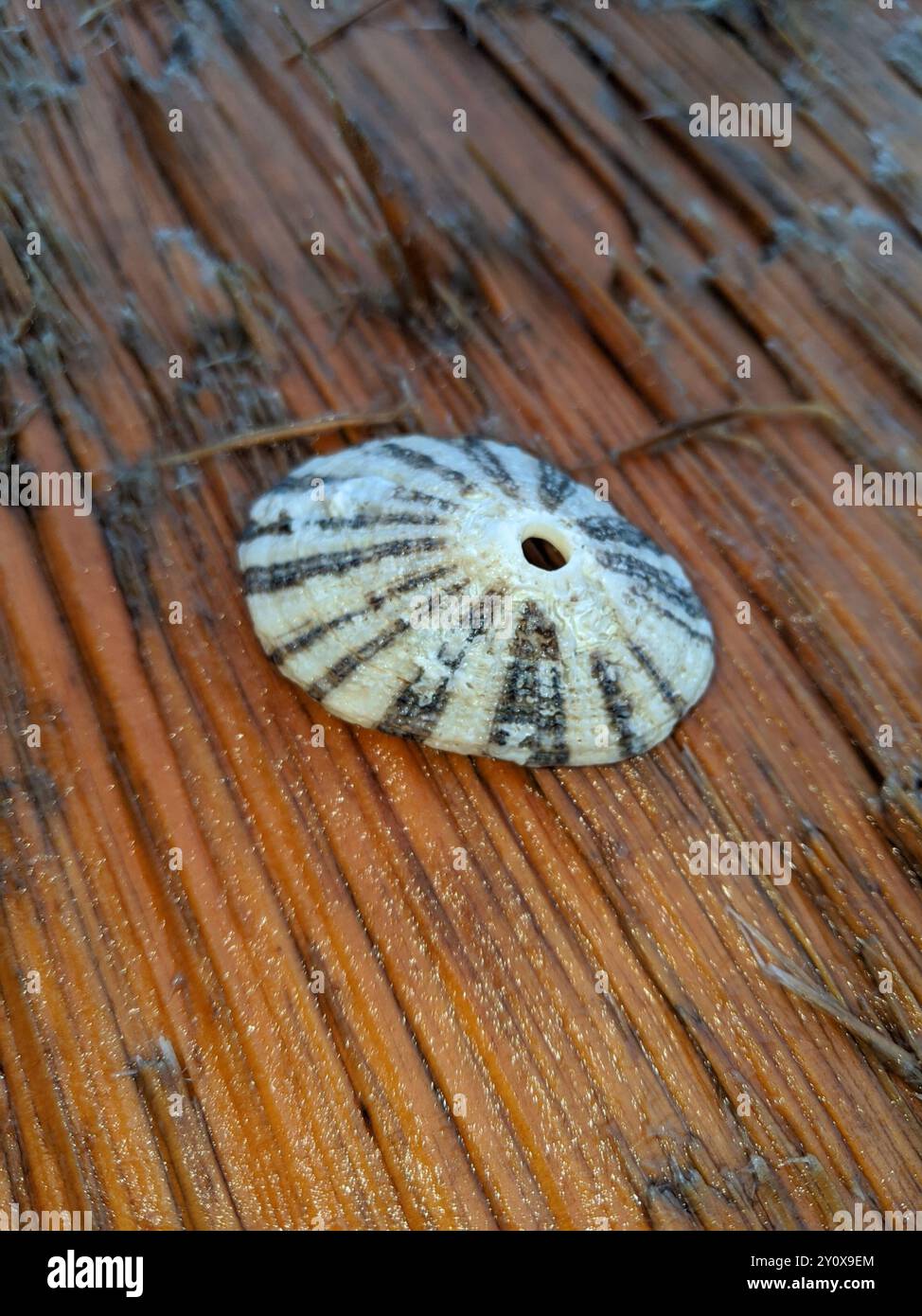 Rough Keyhole Limpet (Diodora aspera) Mollusca Stock Photo - Alamy