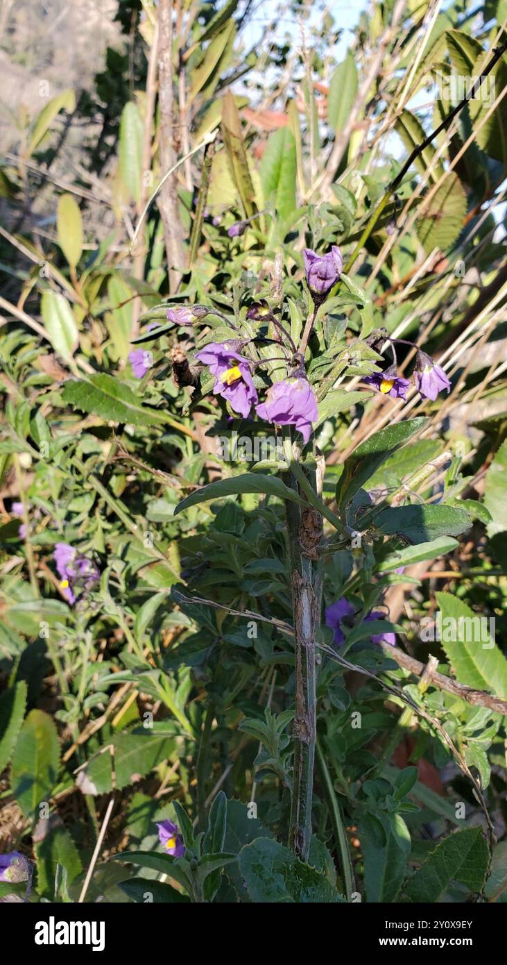 purple nightshade (Solanum xanti) Plantae Stock Photo - Alamy